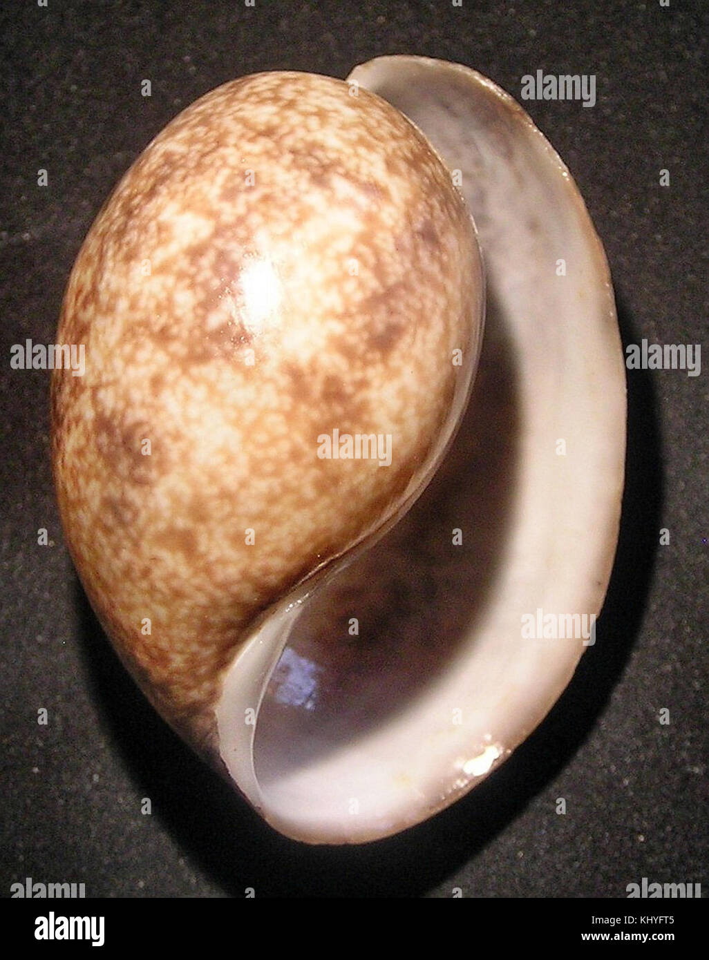 Bulla ampulla 002 Stock Photo - Alamy