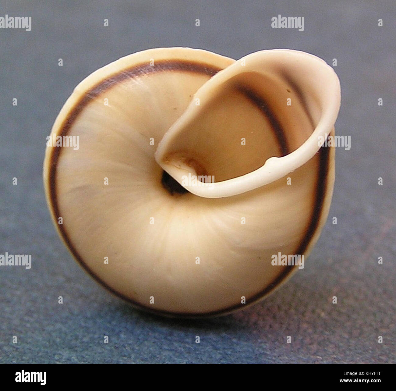 Obba bigonia 001 Stock Photo - Alamy