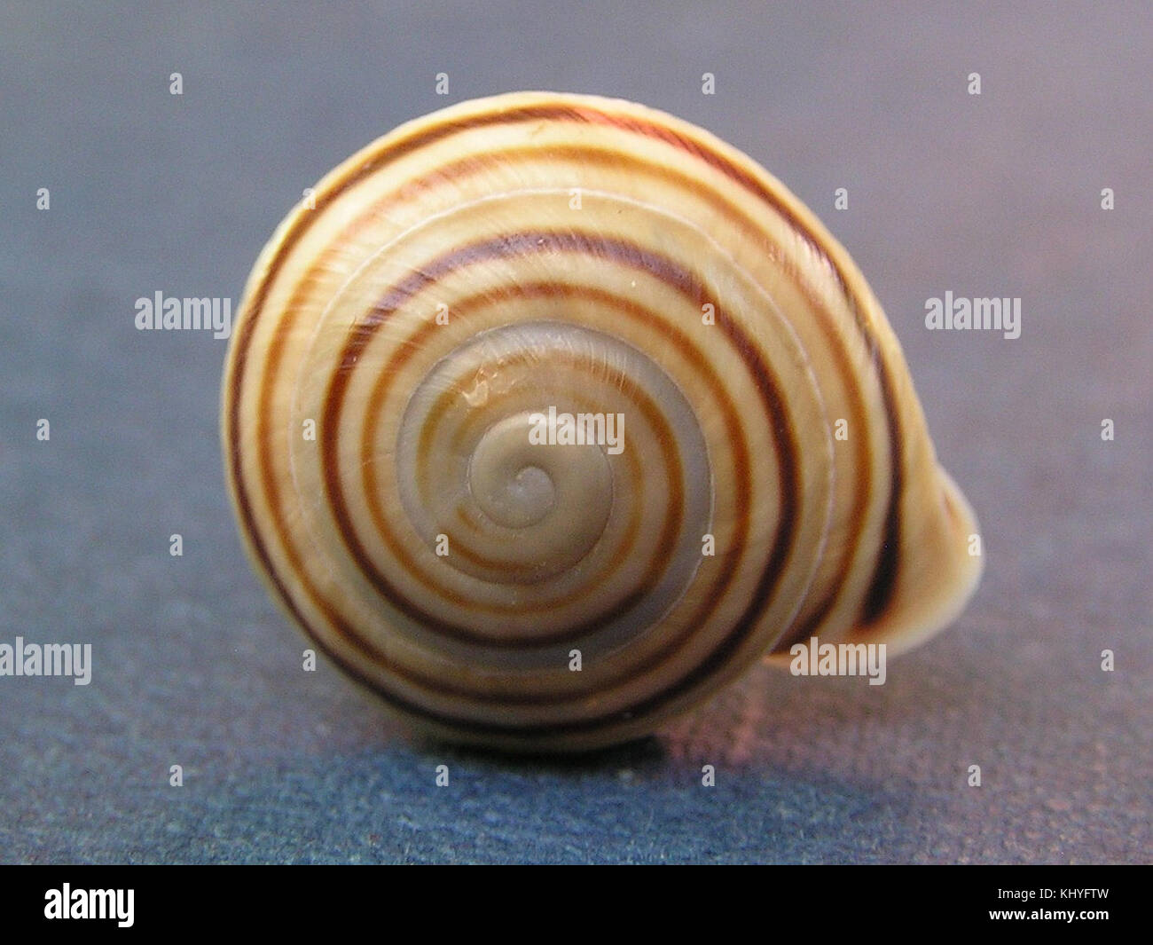 Obba bigonia 002 Stock Photo - Alamy