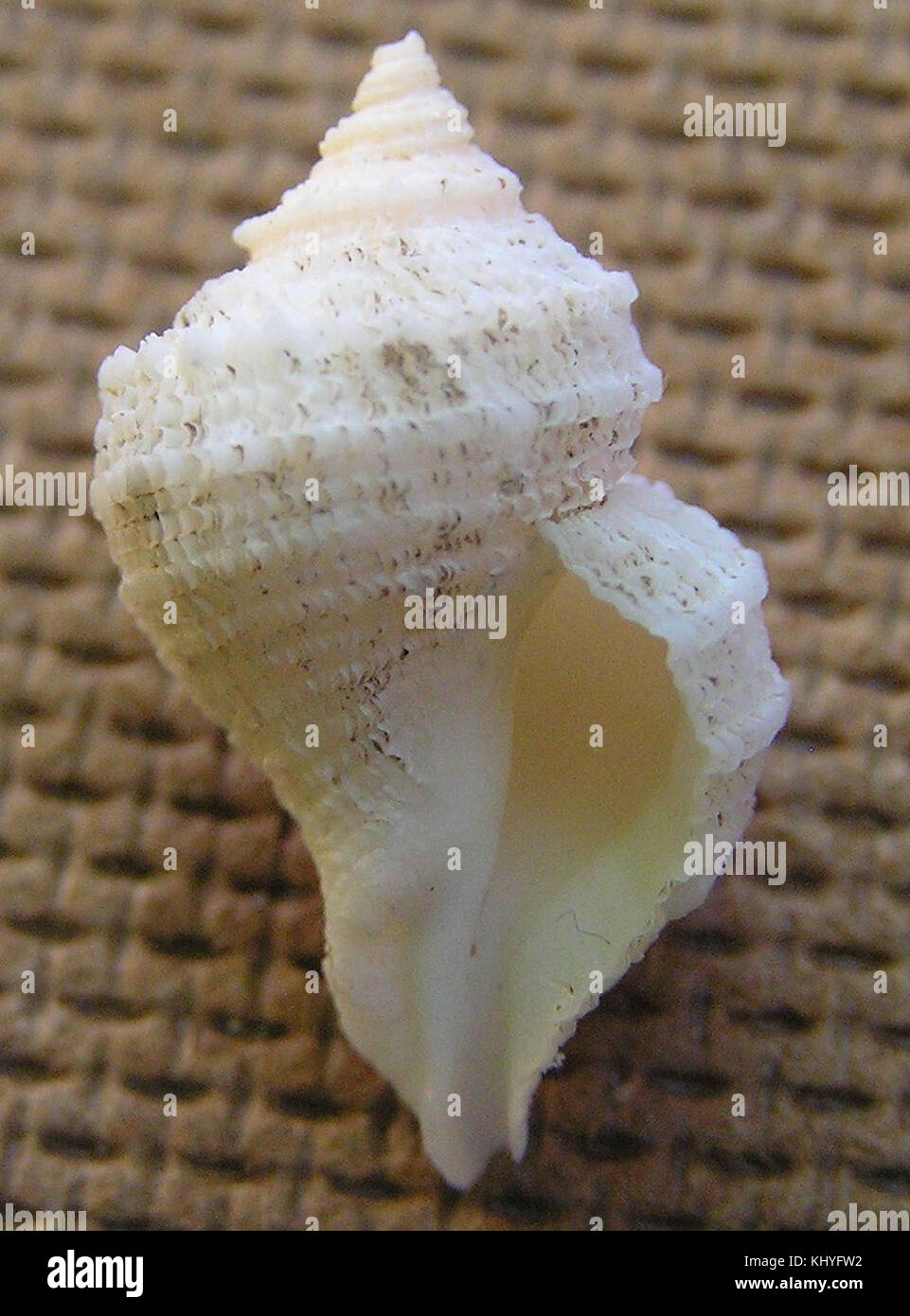 Nucella rolani 002 Stock Photo - Alamy