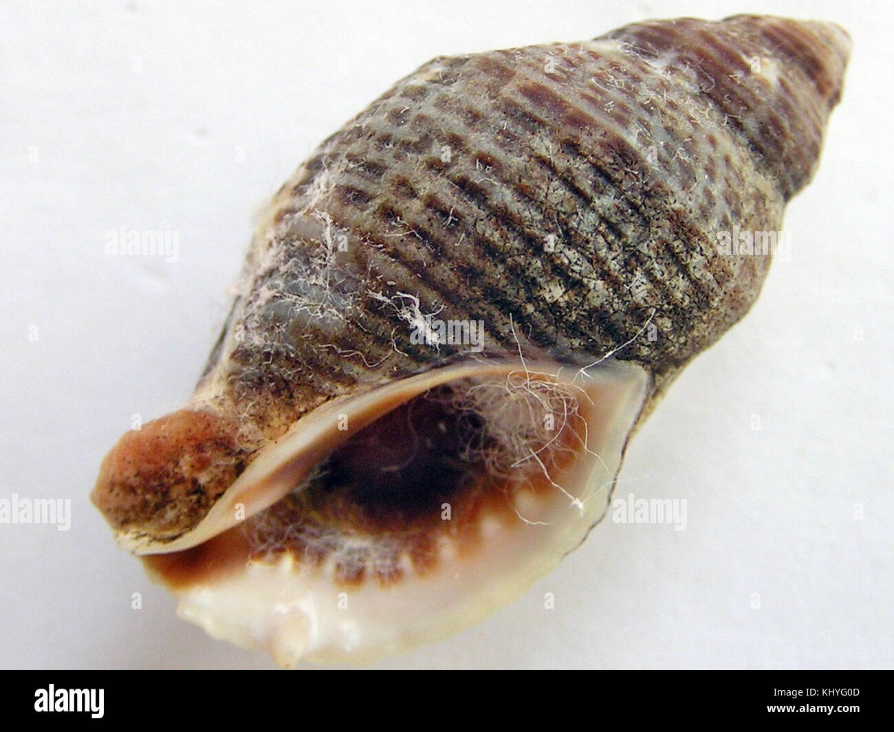 Punctulata hi-res stock photography and images - Alamy