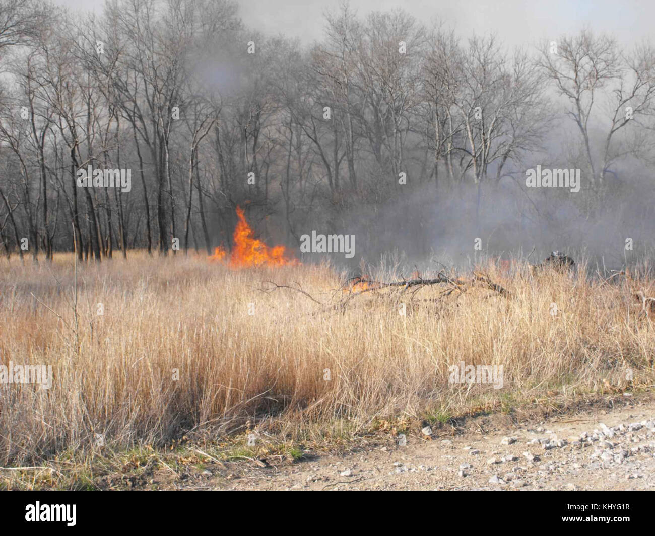 Forest and high grass burn Stock Photo - Alamy