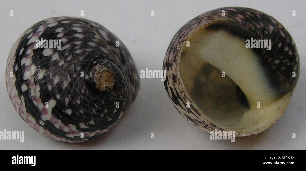 Neritodryas cornea 001 Stock Photo - Alamy