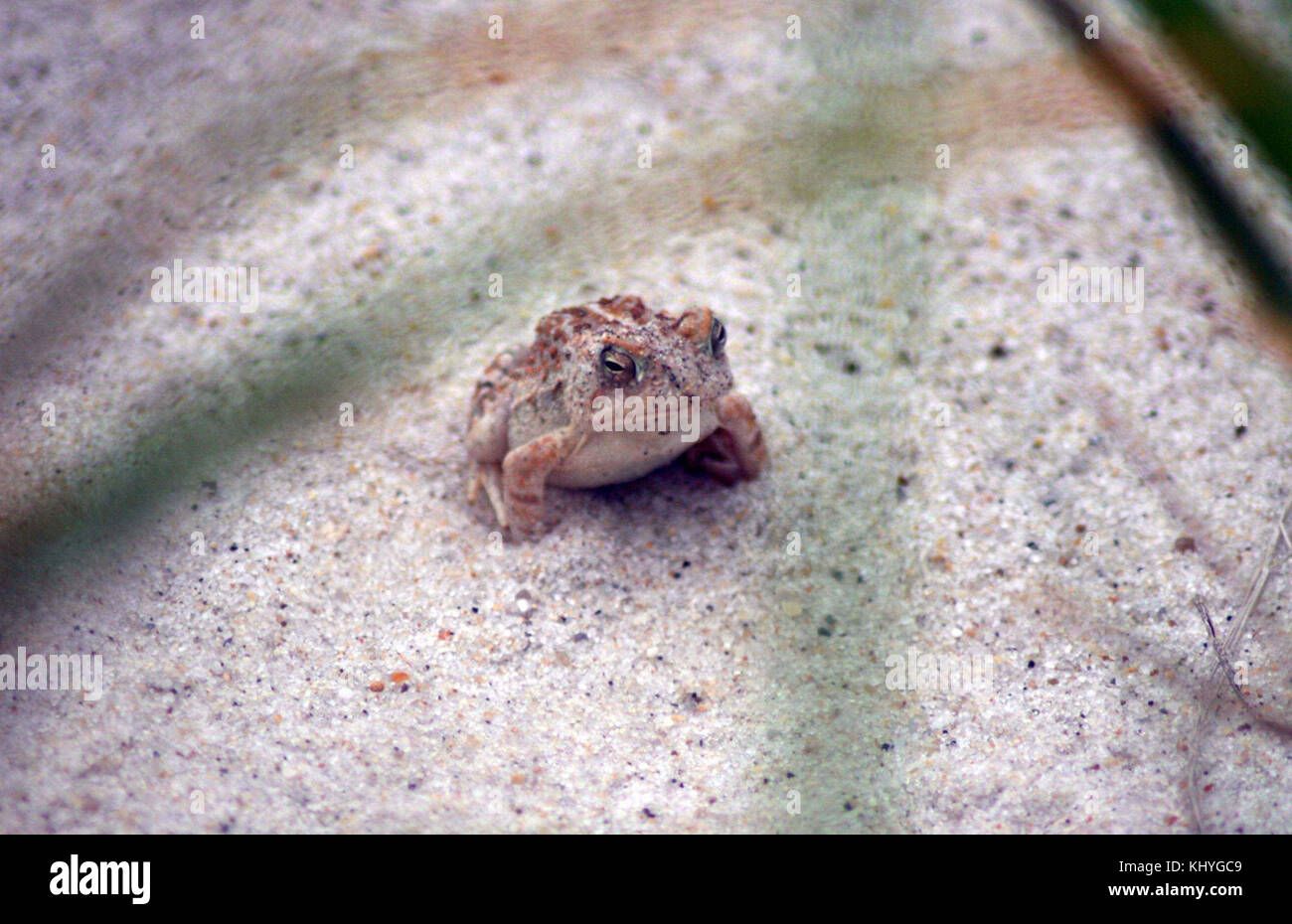 Fowler toad in sand Stock Photo - Alamy