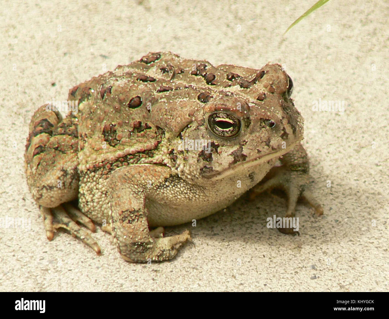 Fowlers toad frog Stock Photo - Alamy