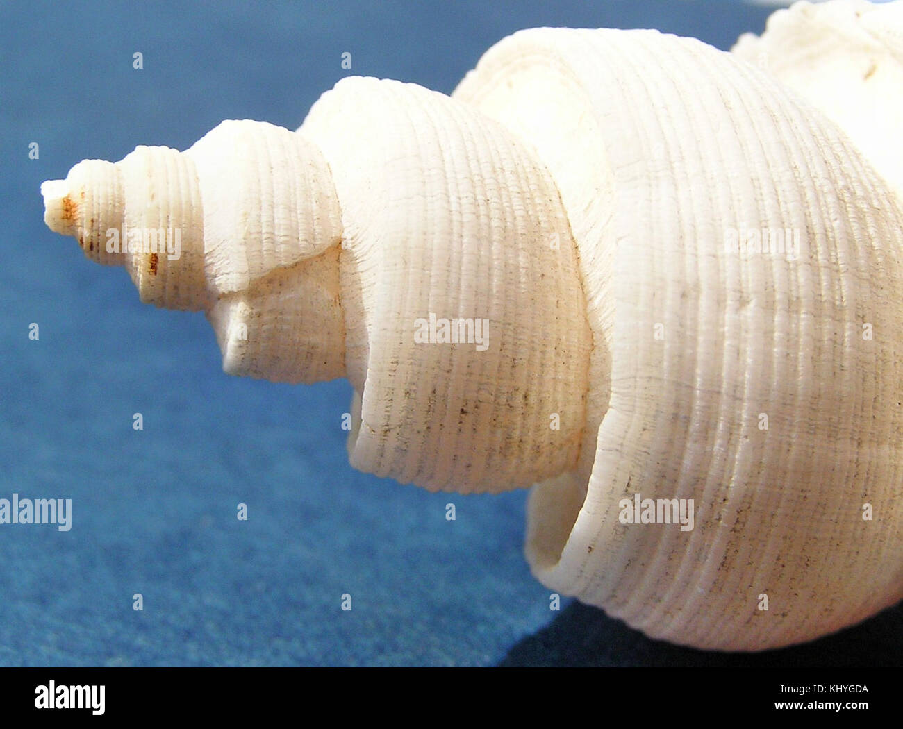 Neptunea tabulata 001 Stock Photo - Alamy