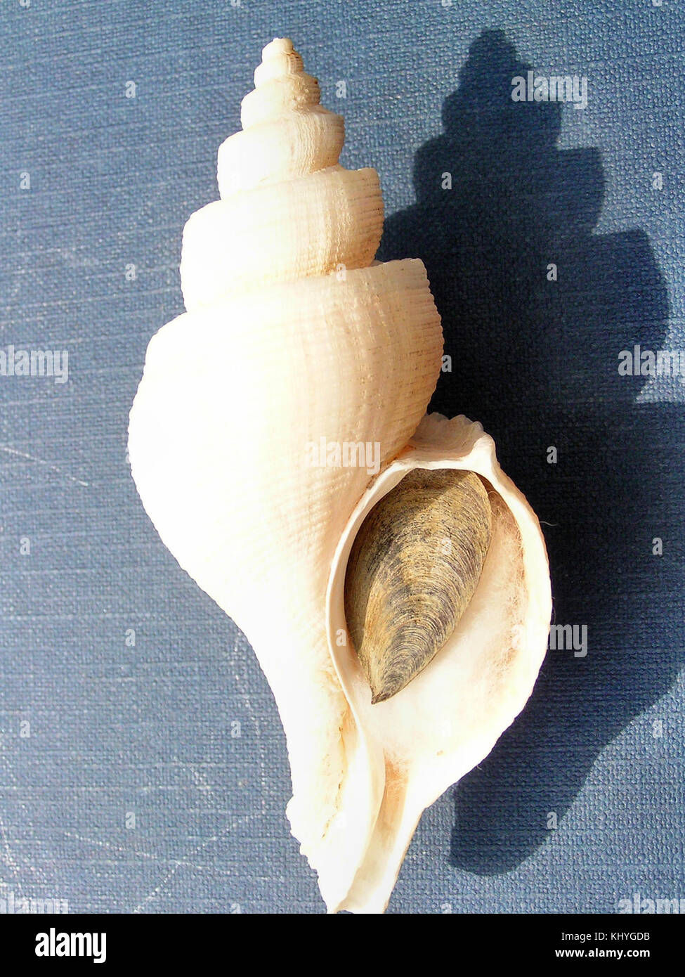 Tabulata hi-res stock photography and images - Alamy