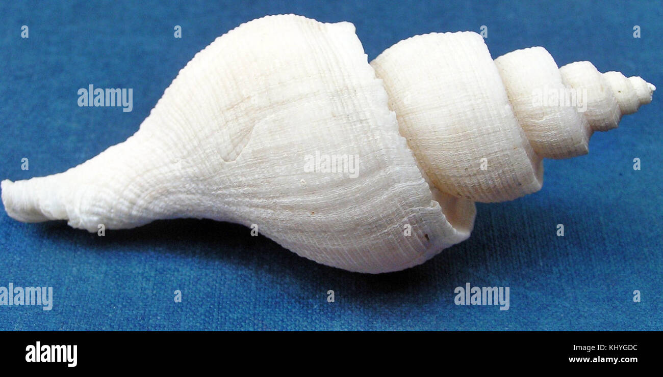 Tabulata hi-res stock photography and images - Alamy