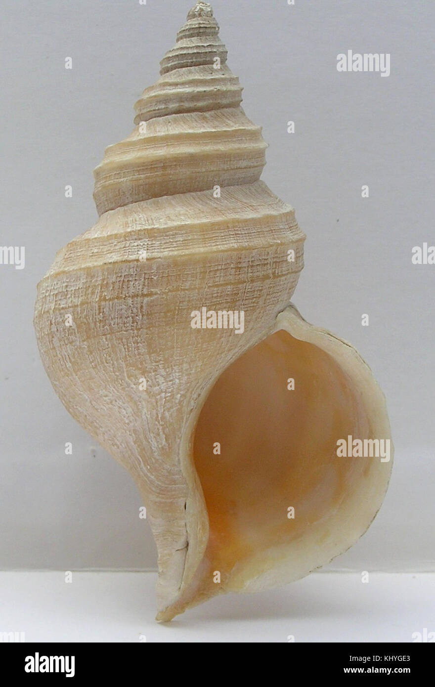 Neptunea despecta 004 Stock Photo - Alamy