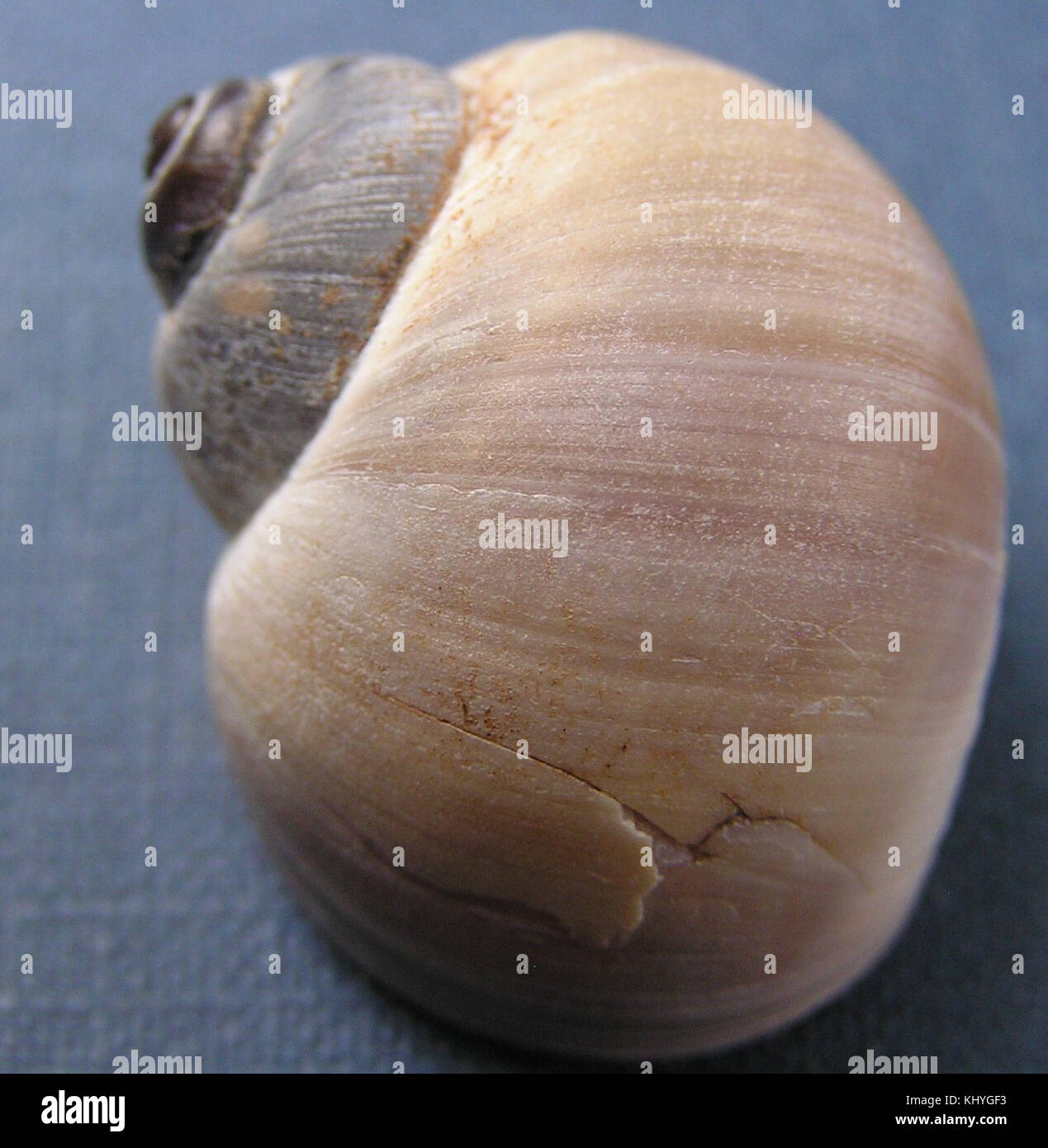 Natica limbata 001 Stock Photo - Alamy