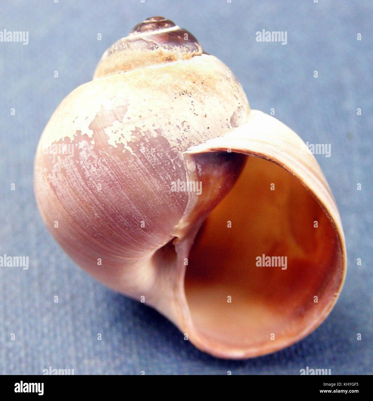 Natica High Resolution Stock Photography and Images - Alamy