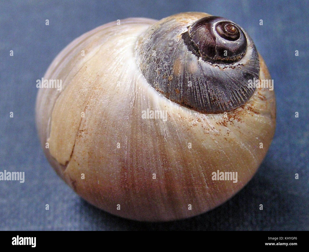 Natica limbata 003 Stock Photo - Alamy