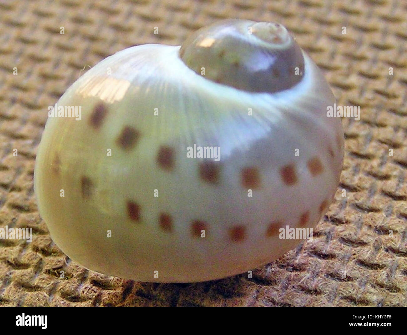 Natica canariensis 001 Stock Photo - Alamy