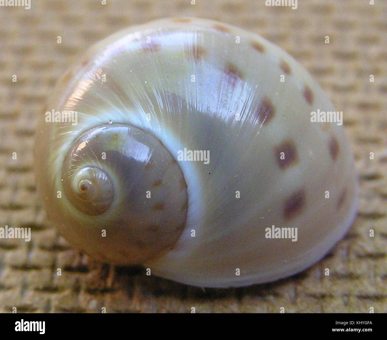 Natica canariensis 003 Stock Photo - Alamy