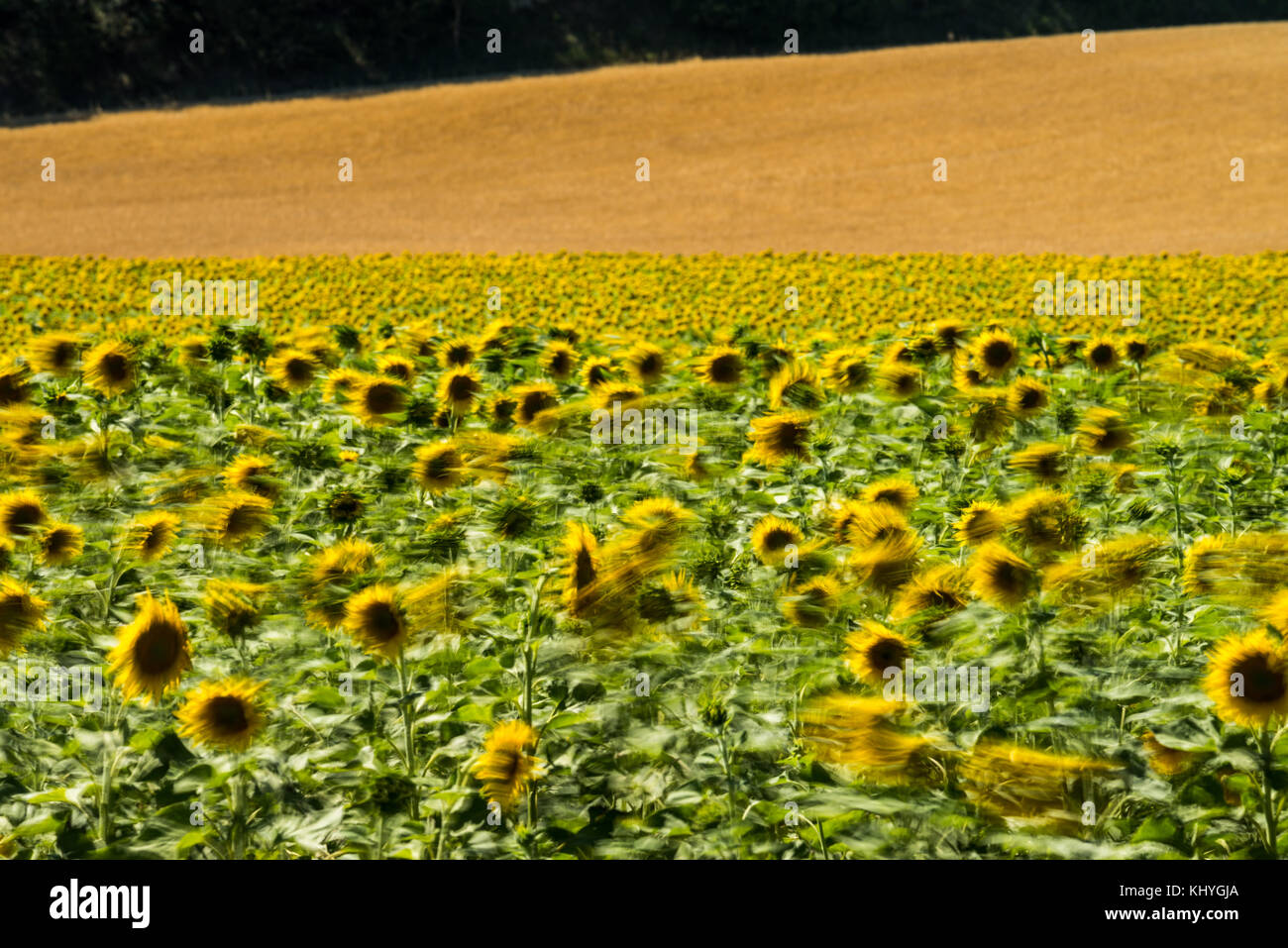 Field with sunflowers, Provence, France, Europe Stock Photo - Alamy