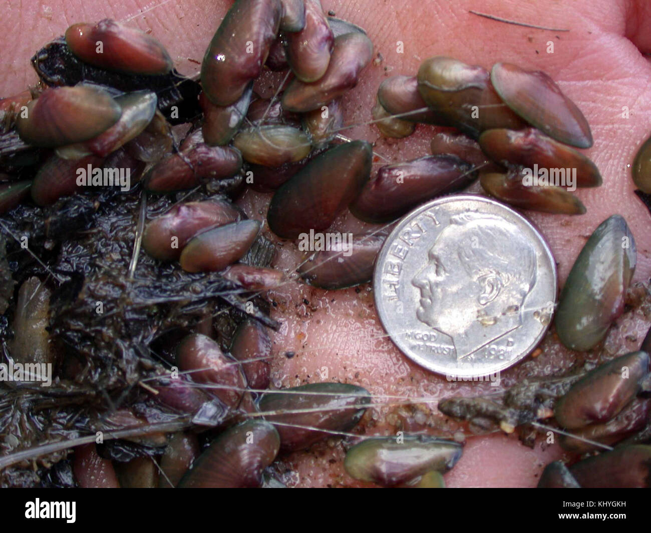 This image shows a freshwater black sandshell mussel (*Ligumia recta ...