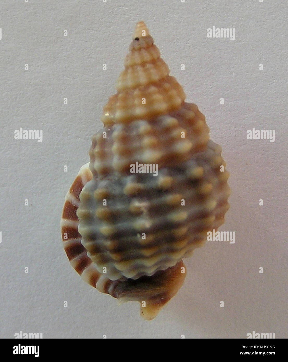 Nassarius tritoniformis 001 Stock Photo - Alamy