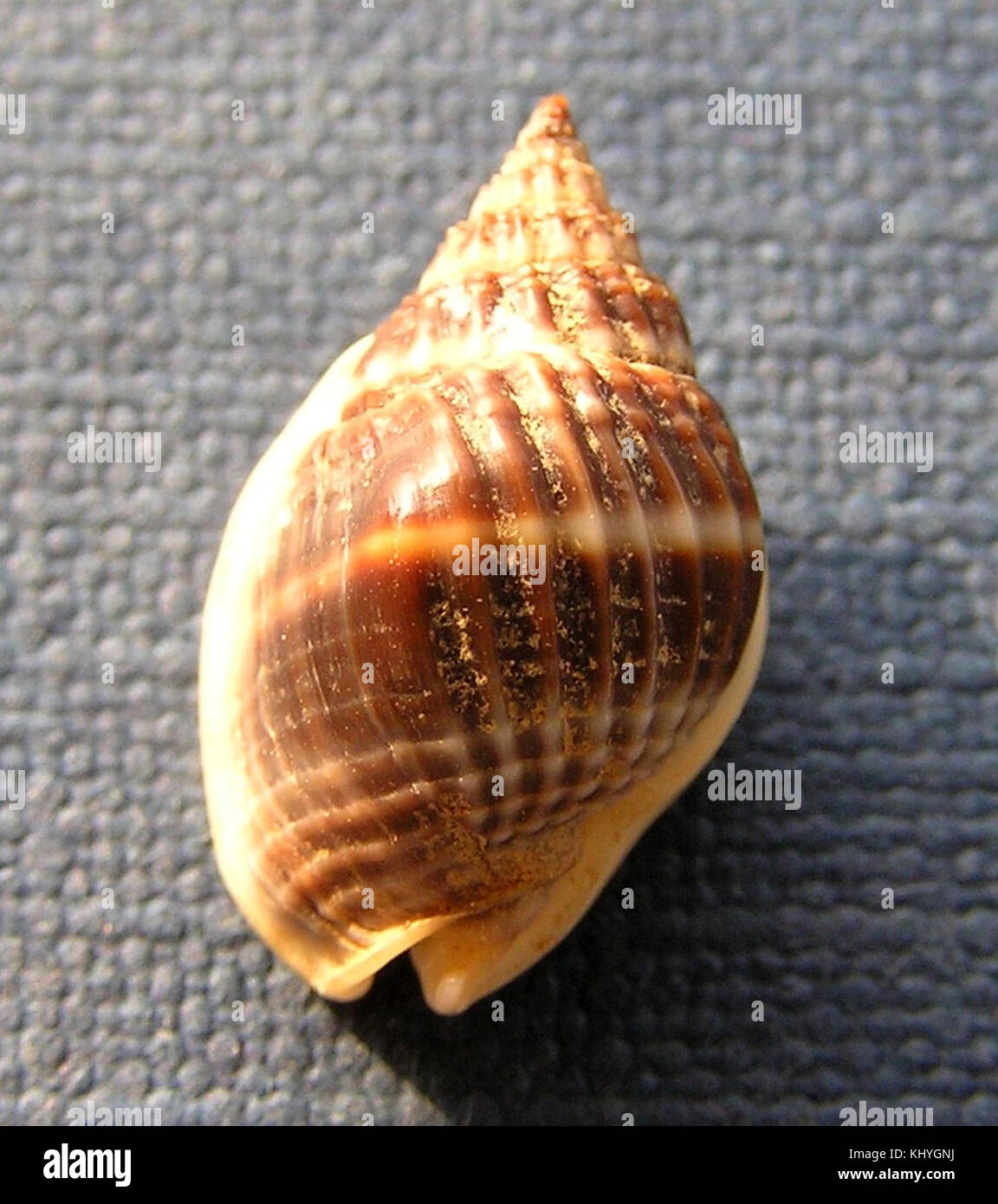 Nassarius pullus 001 Stock Photo - Alamy