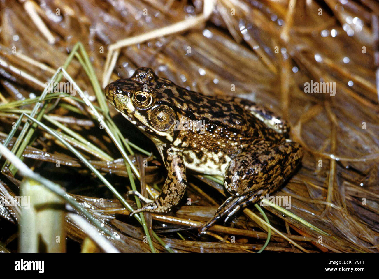Frog amphibia on leaves Stock Photo - Alamy