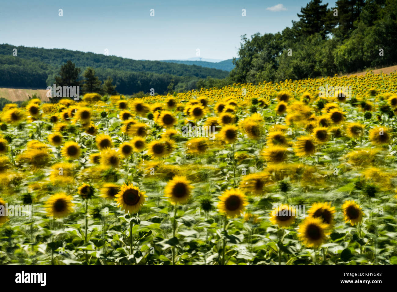 Field with sunflowers, Provence, France, Europe Stock Photo - Alamy