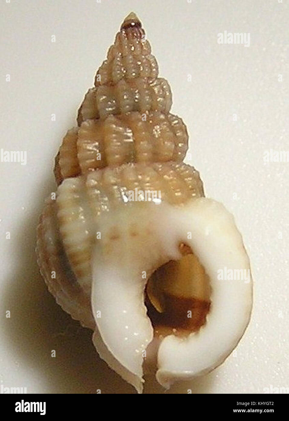 Nassarius pachychilus 002 Stock Photo - Alamy