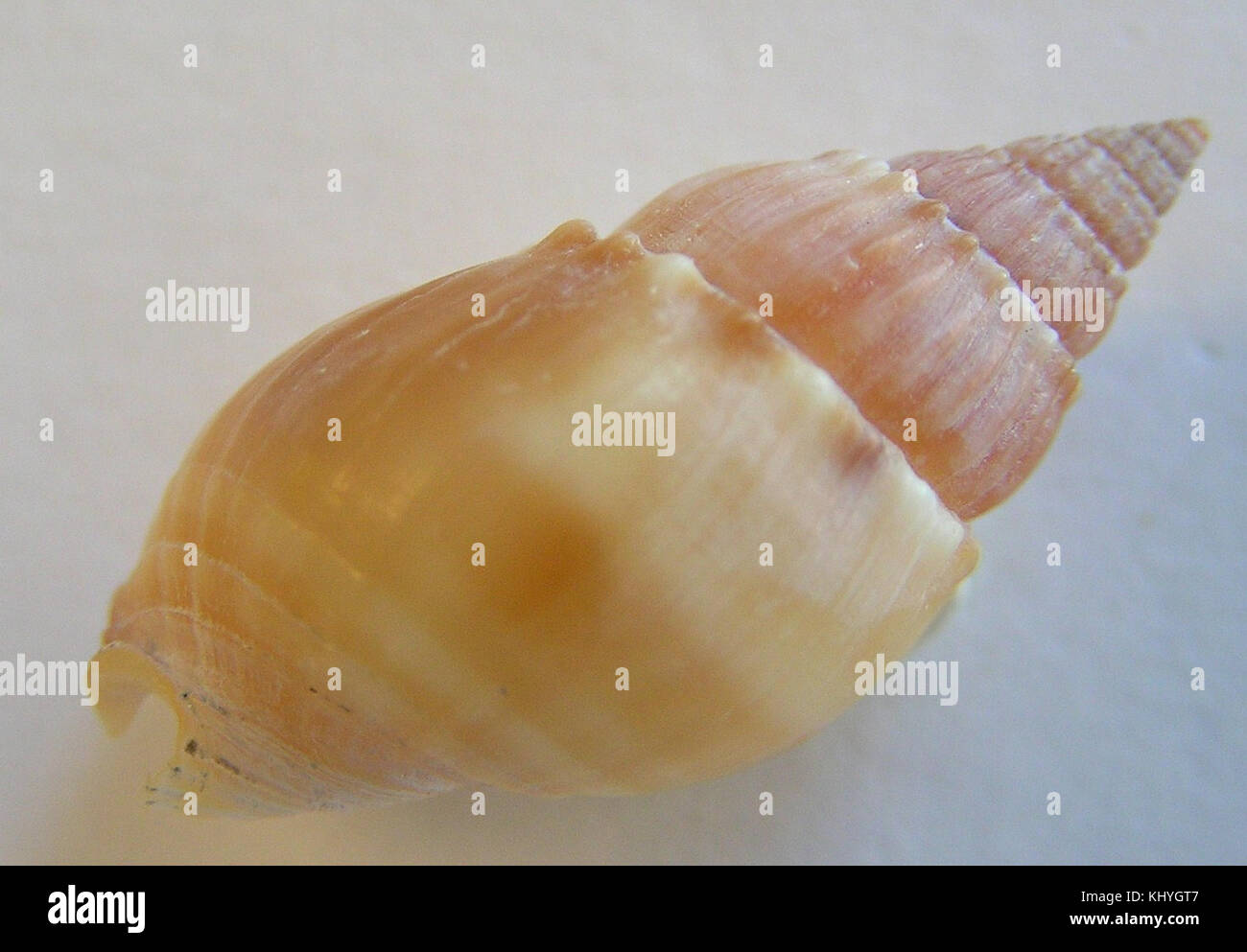 Hirtus hi-res stock photography and images - Alamy