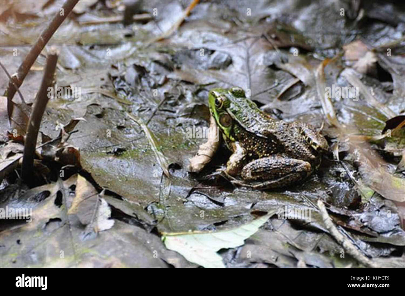 Frog in leaves Stock Photo - Alamy