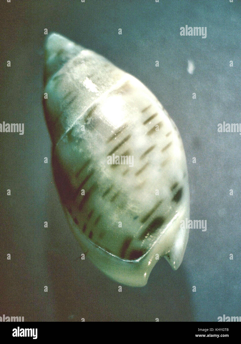 Nassarius granum 002 Stock Photo - Alamy