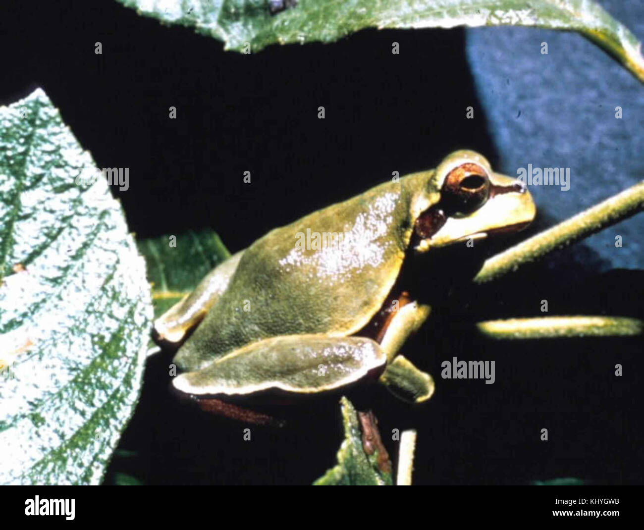 Frog on leaves Stock Photo - Alamy