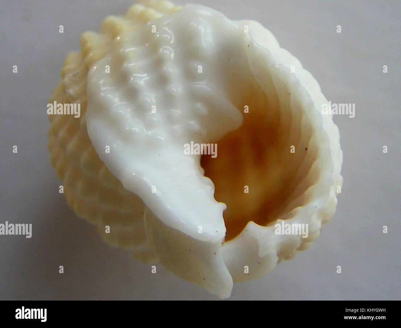 Nassarius conoidalis 001 Stock Photo - Alamy