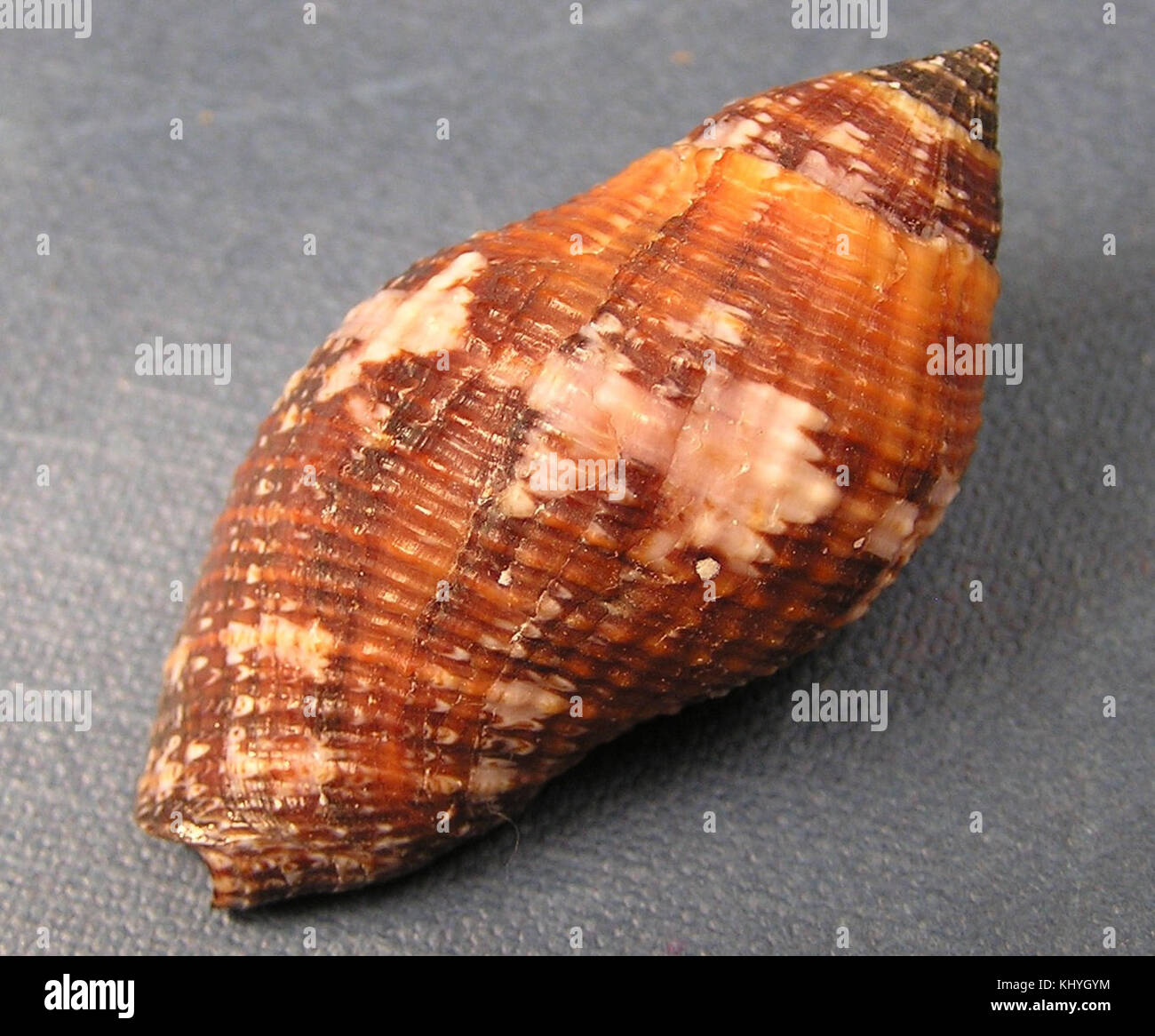 Nassa serta 001 Stock Photo - Alamy