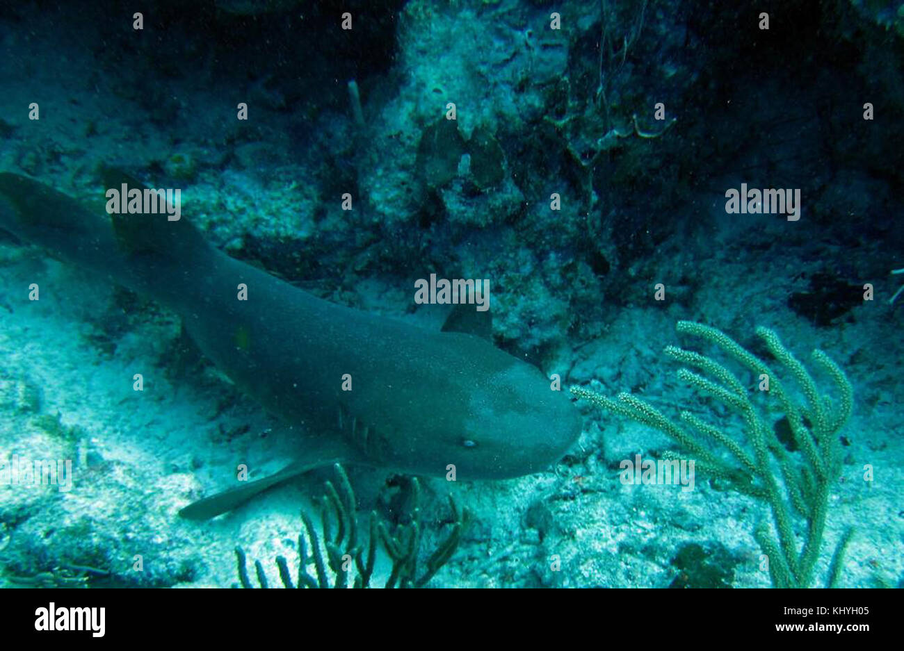 Nurse shark BVI Stock Photo - Alamy