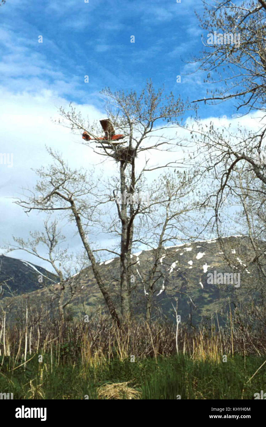 Airplane above eagle nest Stock Photo - Alamy