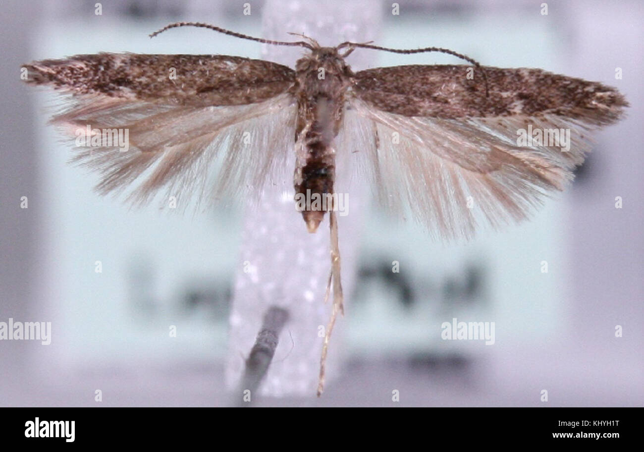 Micro moth lepidoptera insect hi-res stock photography and images - Alamy