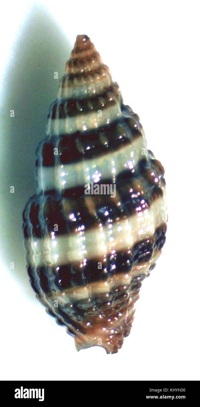 Vexillum (Costellaria) amandum 001 Stock Photo - Alamy