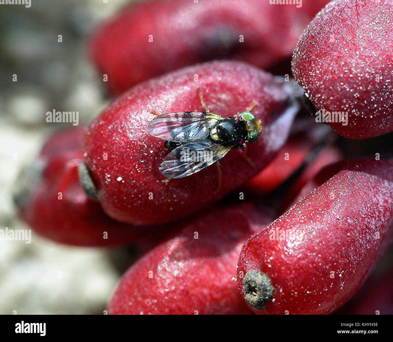 Rhagoletis hi-res stock photography and images - Alamy