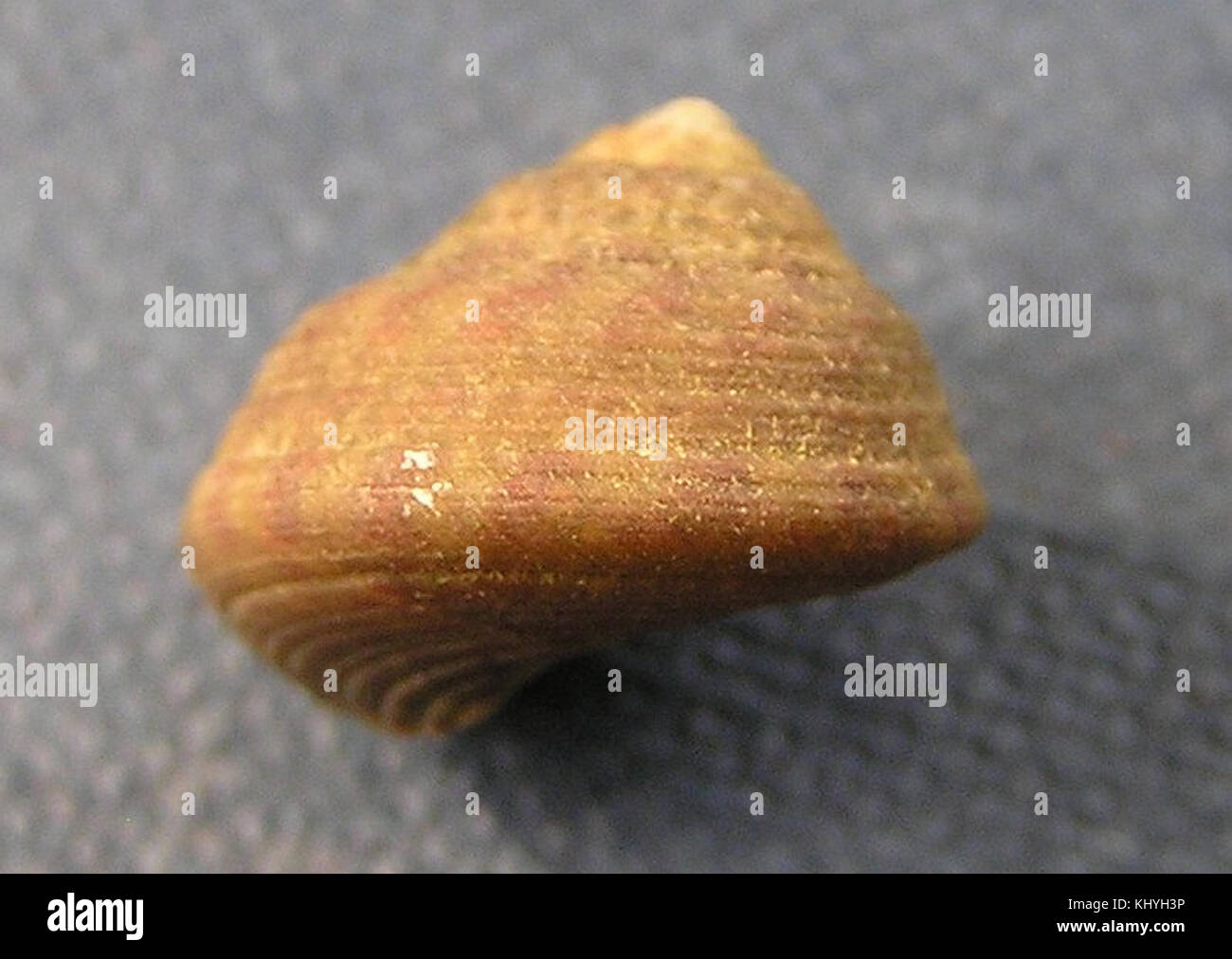 Osilinus sauciatus 001 Stock Photo - Alamy