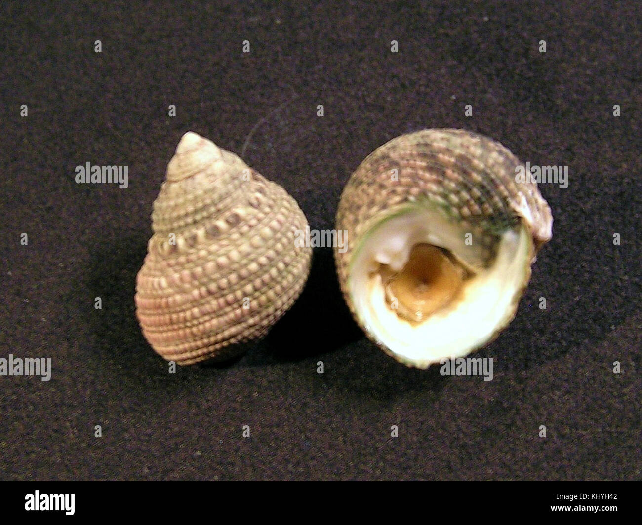 Monodonta labio 003 Stock Photo - Alamy