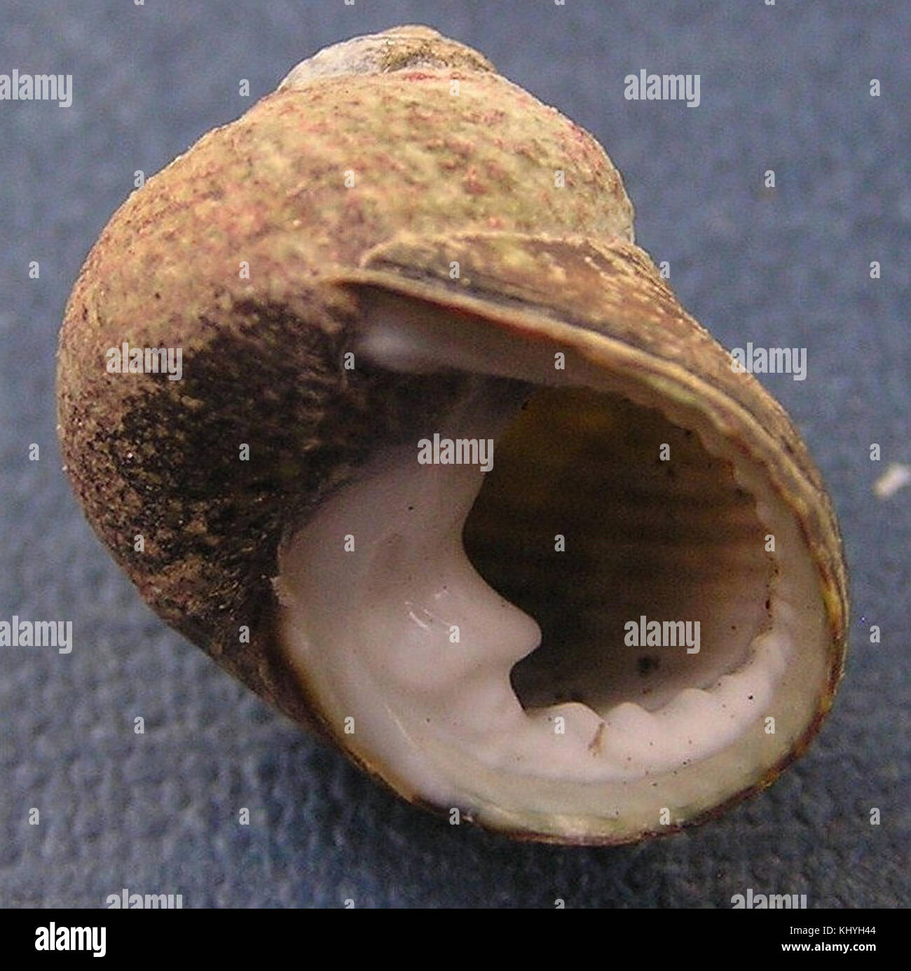 Monodonta nebulosa 001 Stock Photo - Alamy