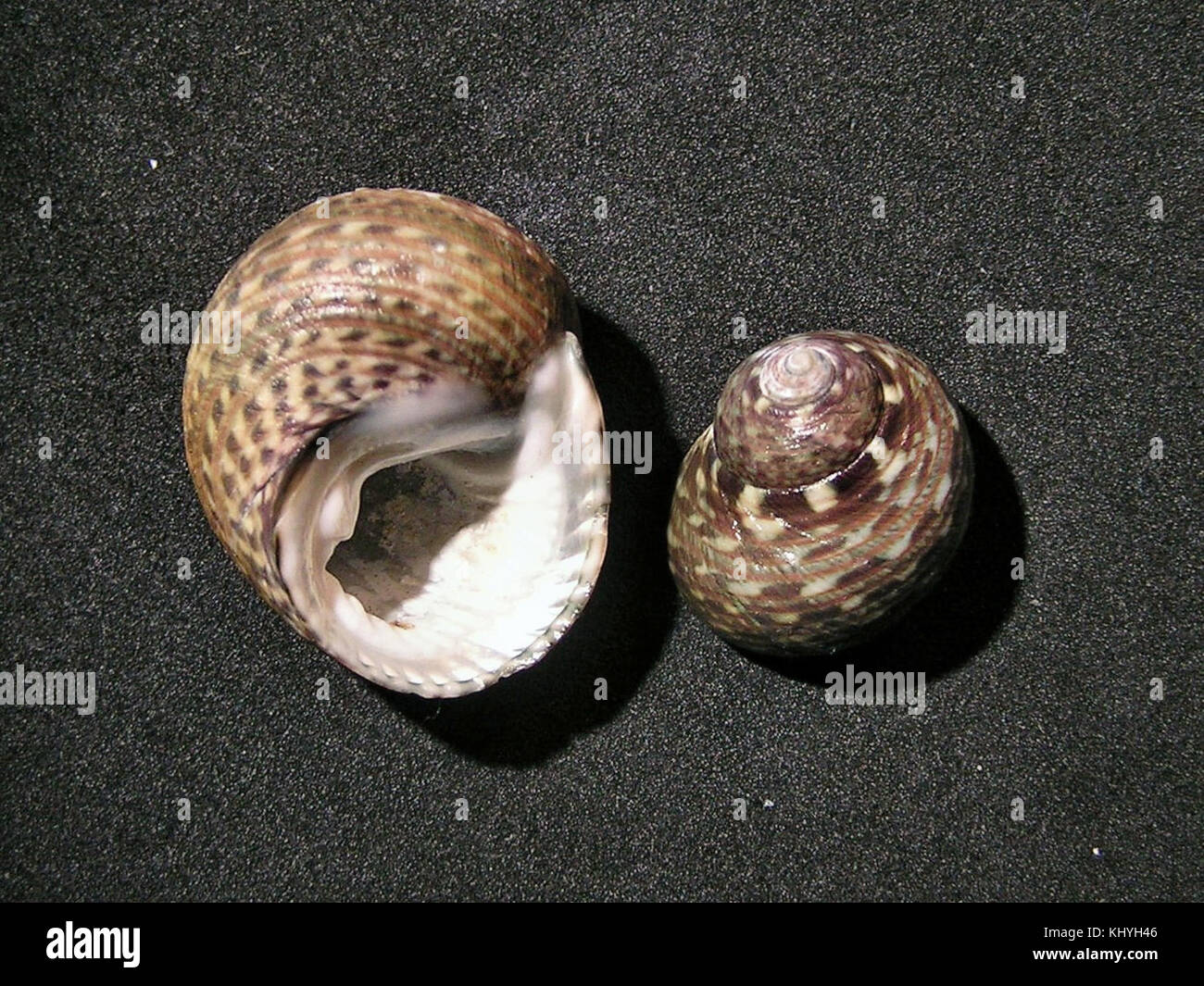 Monodonta vermiculata 001 Stock Photo - Alamy