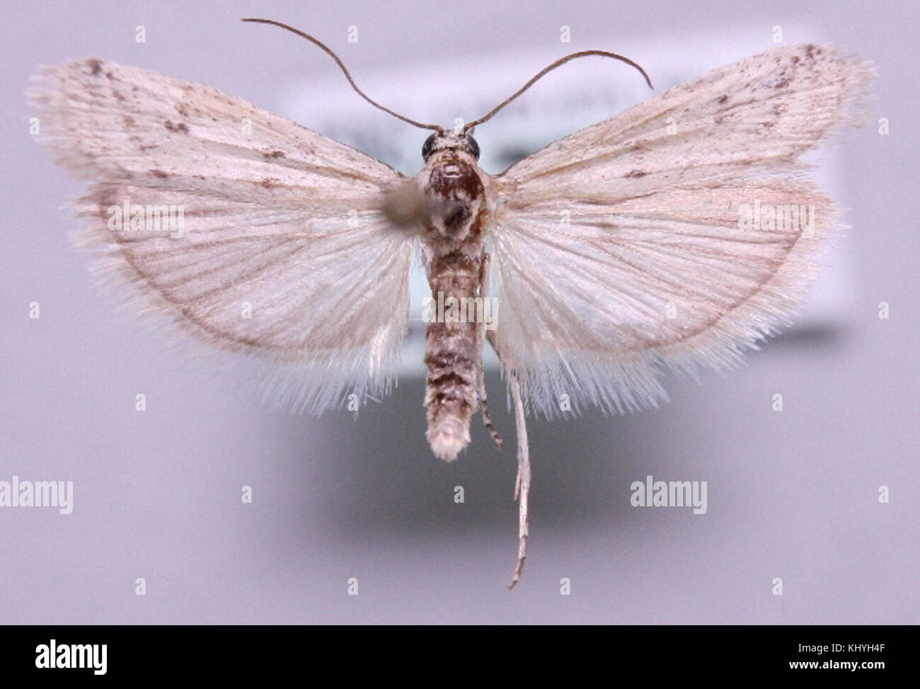 Phycitodes hi-res stock photography and images - Alamy