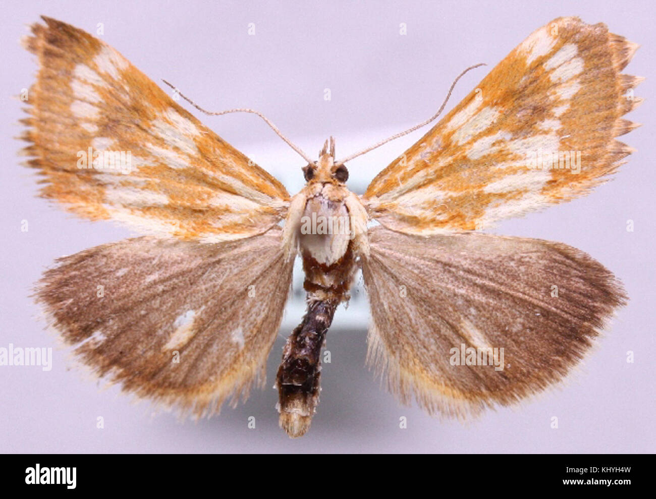 Epascestria pustulalis image Stock Photo - Alamy