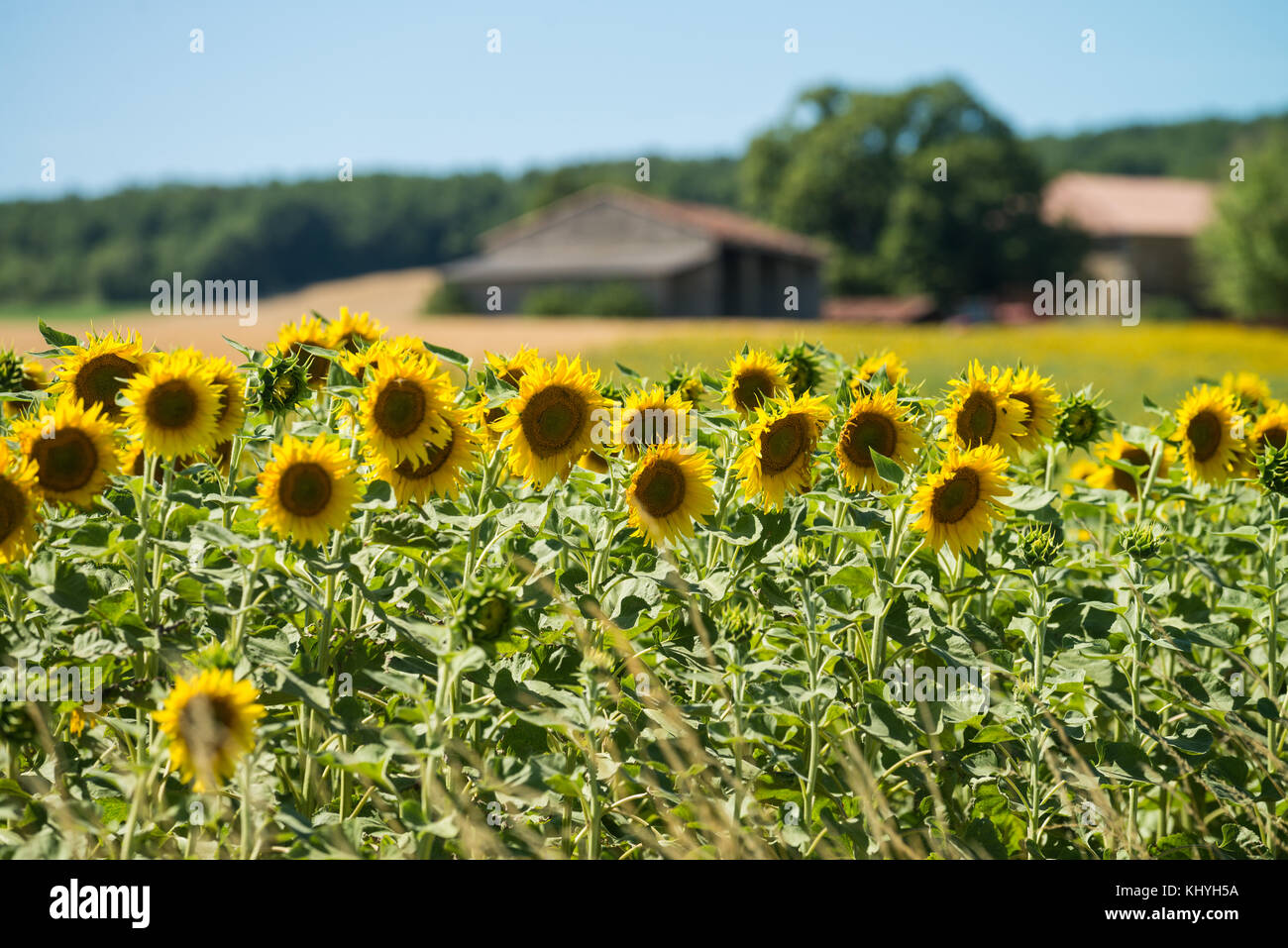 Field with sunflowers, Provence, France, Europe Stock Photo - Alamy
