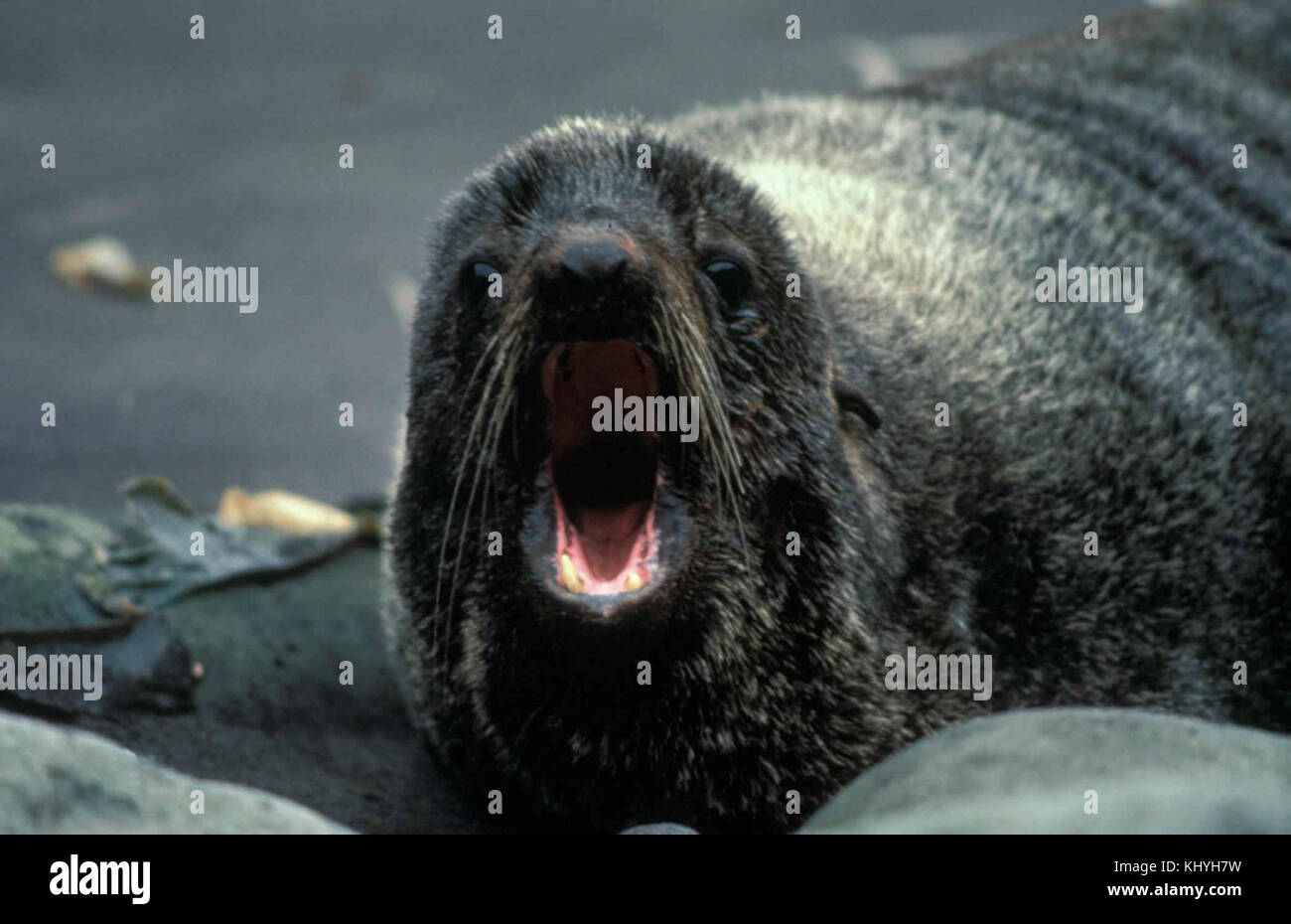 A portrait of a fur seal, capturing the animal's features and ...