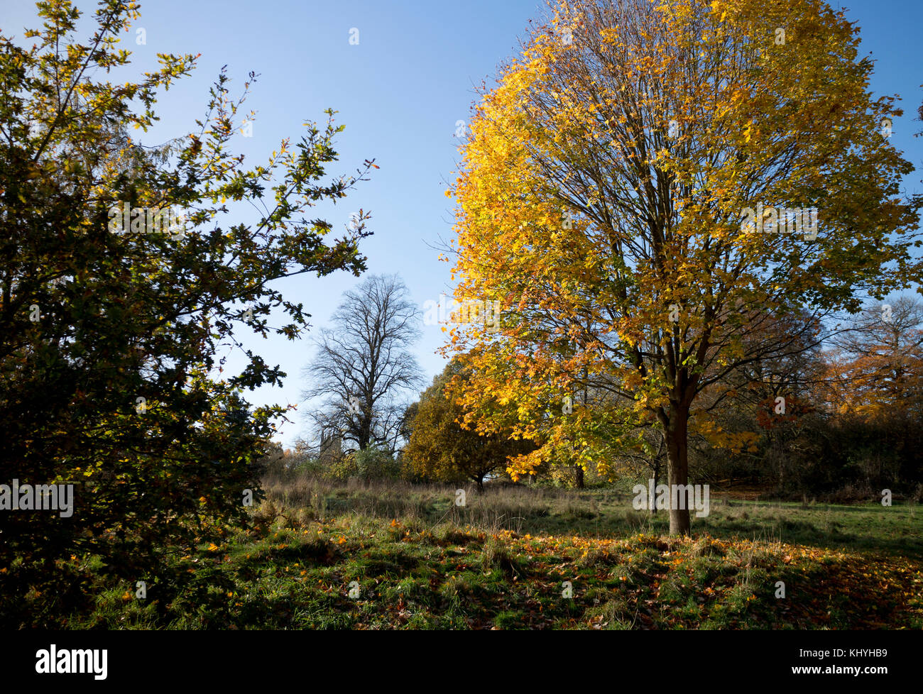 Priory Park in autumn, Warwick, Warwickshire, England, UK Stock Photo ...