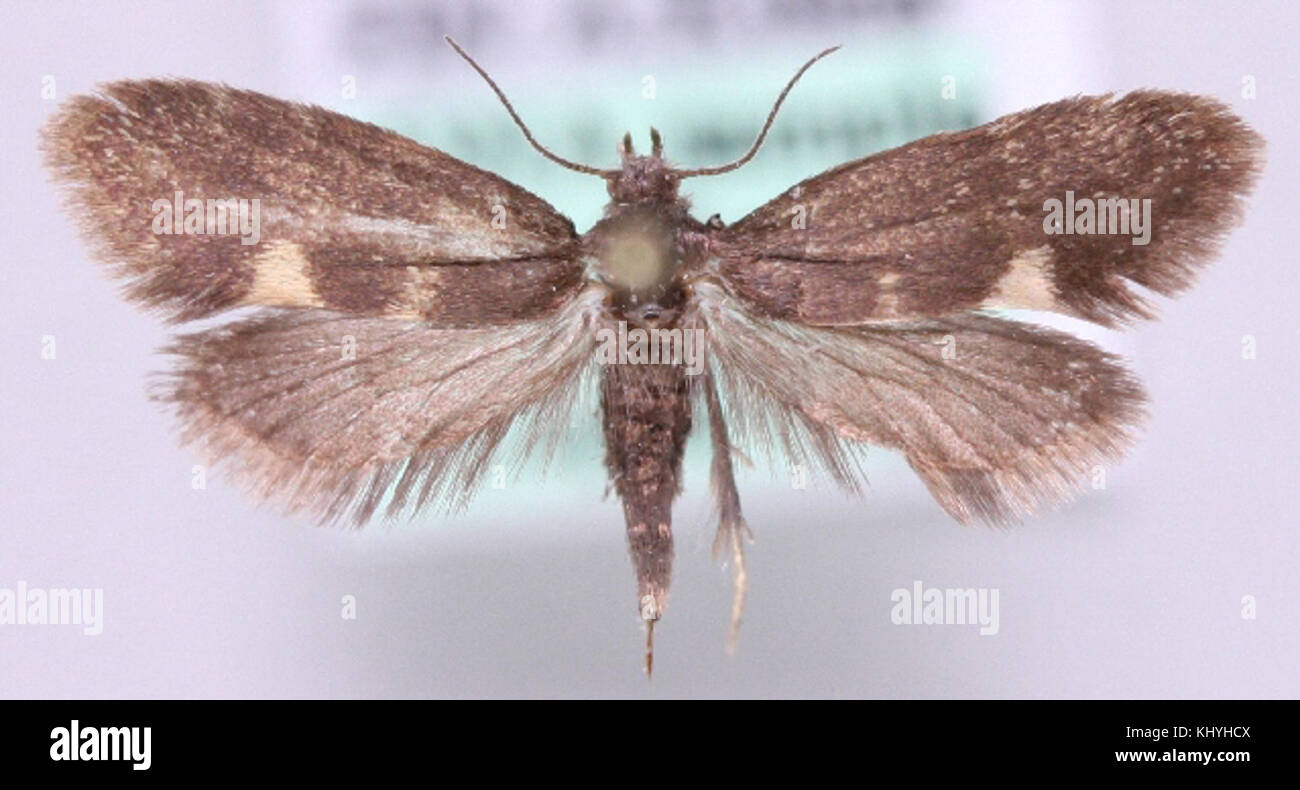 Morosa hi-res stock photography and images - Alamy