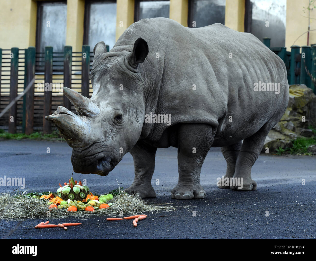 Zamba hi-res stock photography and images - Alamy