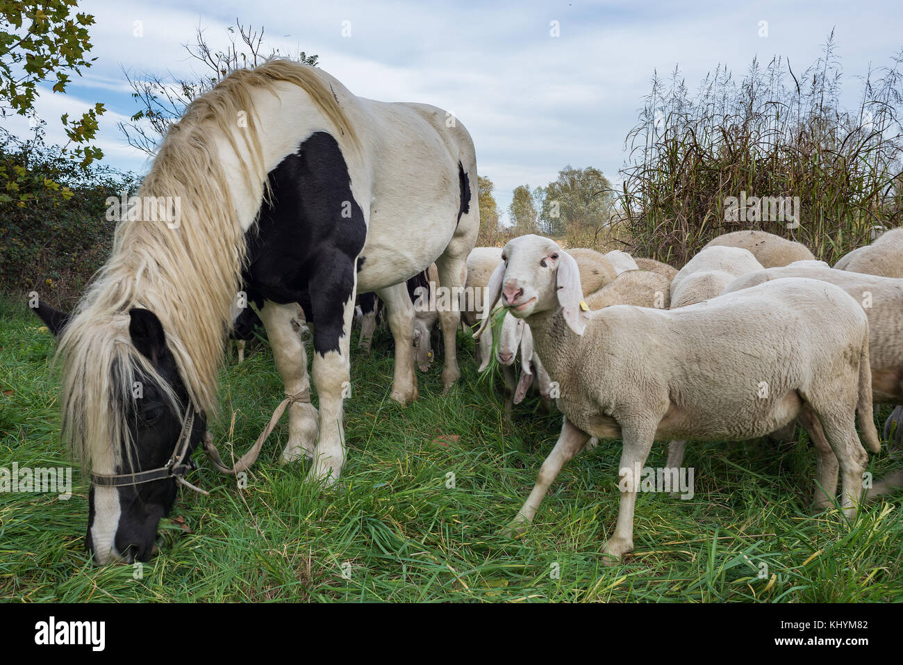 Reportage of Sheep-farming in the Bergamasca plain. Brambilla Simone ...