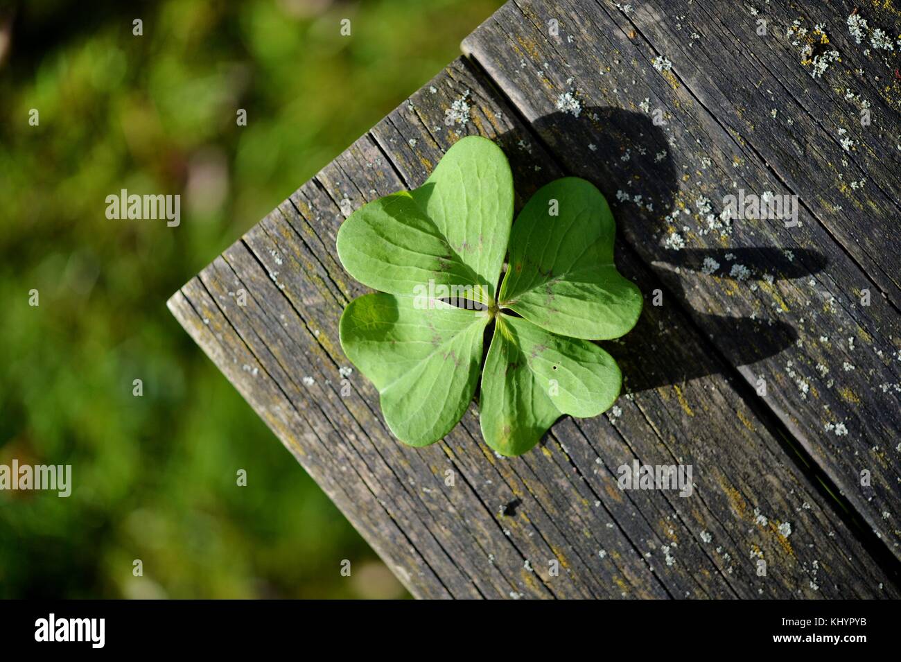 A four-leaf clover, a symbol for good luck, Germany, city of Osterode ...