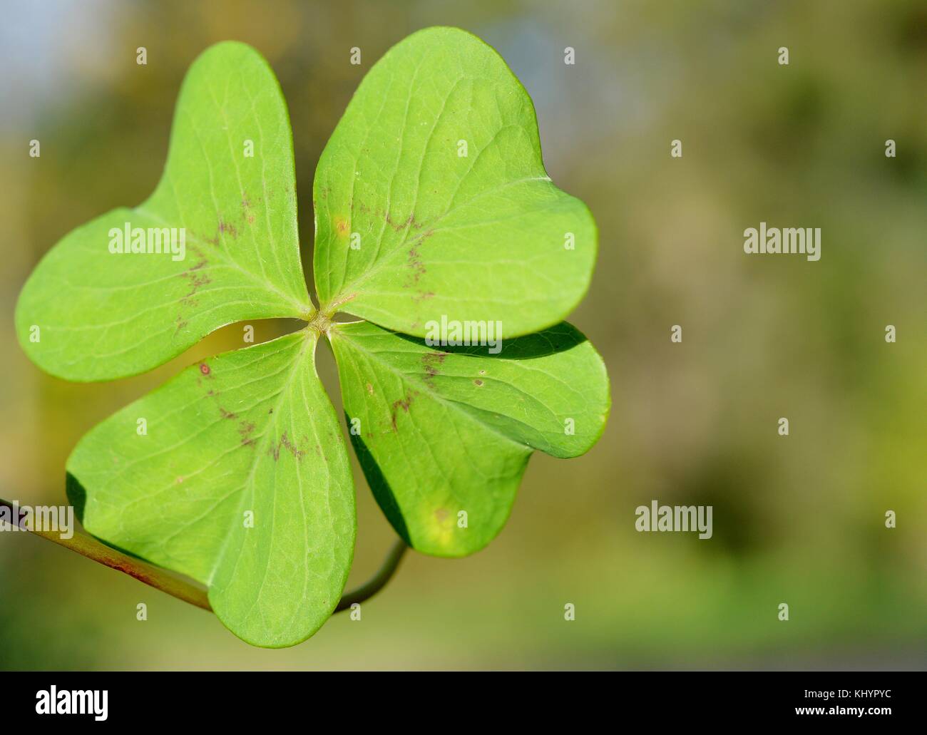 A four-leaf clover, a symbol for good luck, Germany, city of Osterode ...